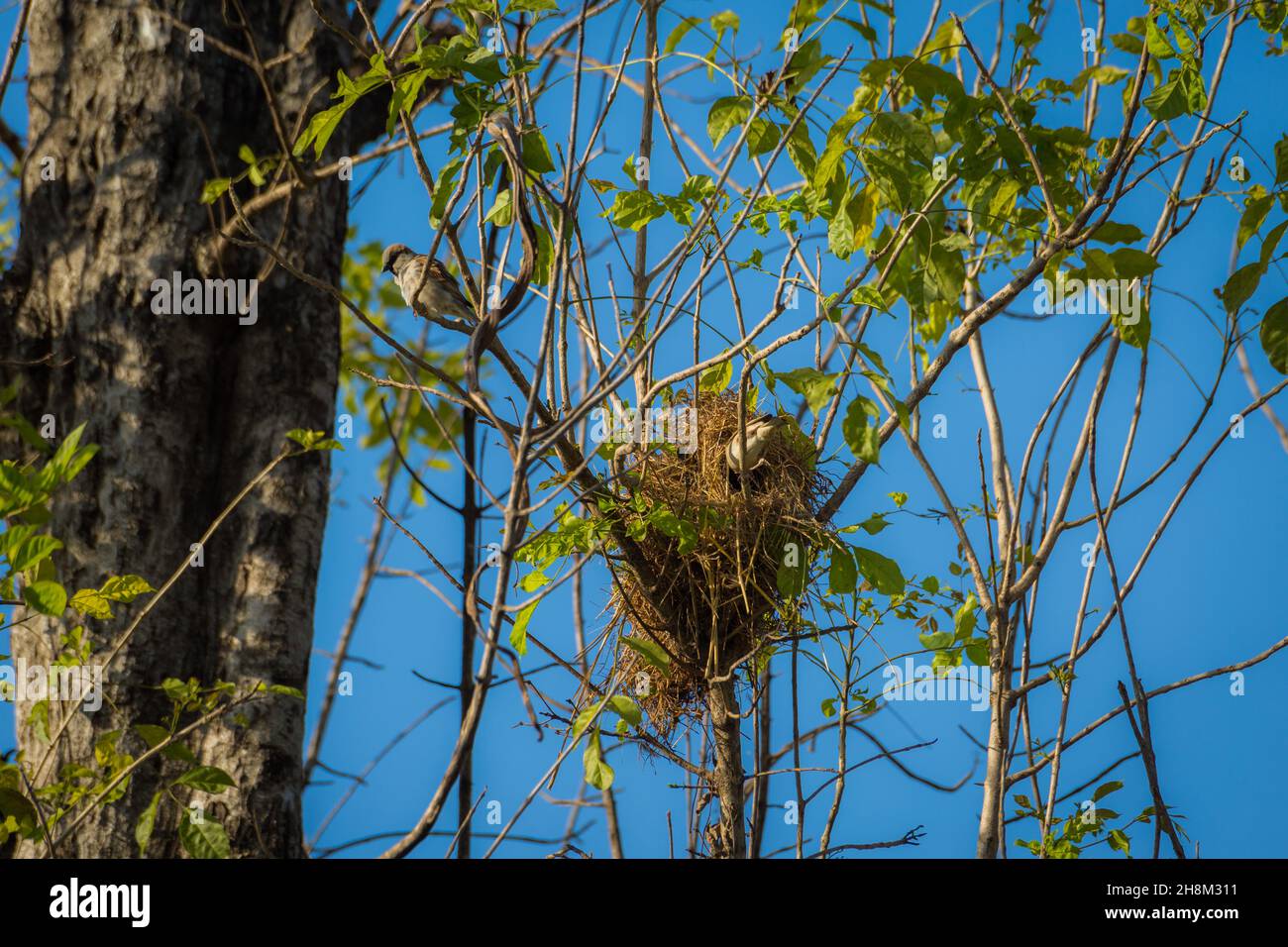 Bird nest on a tree with bird Parents Stock Photo - Alamy