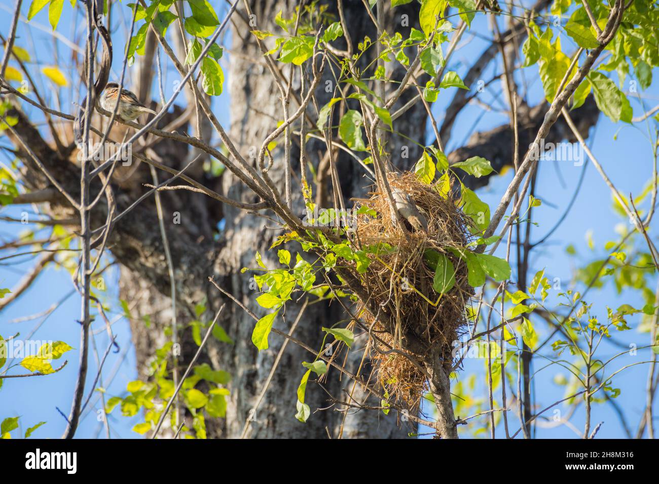 Bird nest on a tree with bird Parents Stock Photo - Alamy
