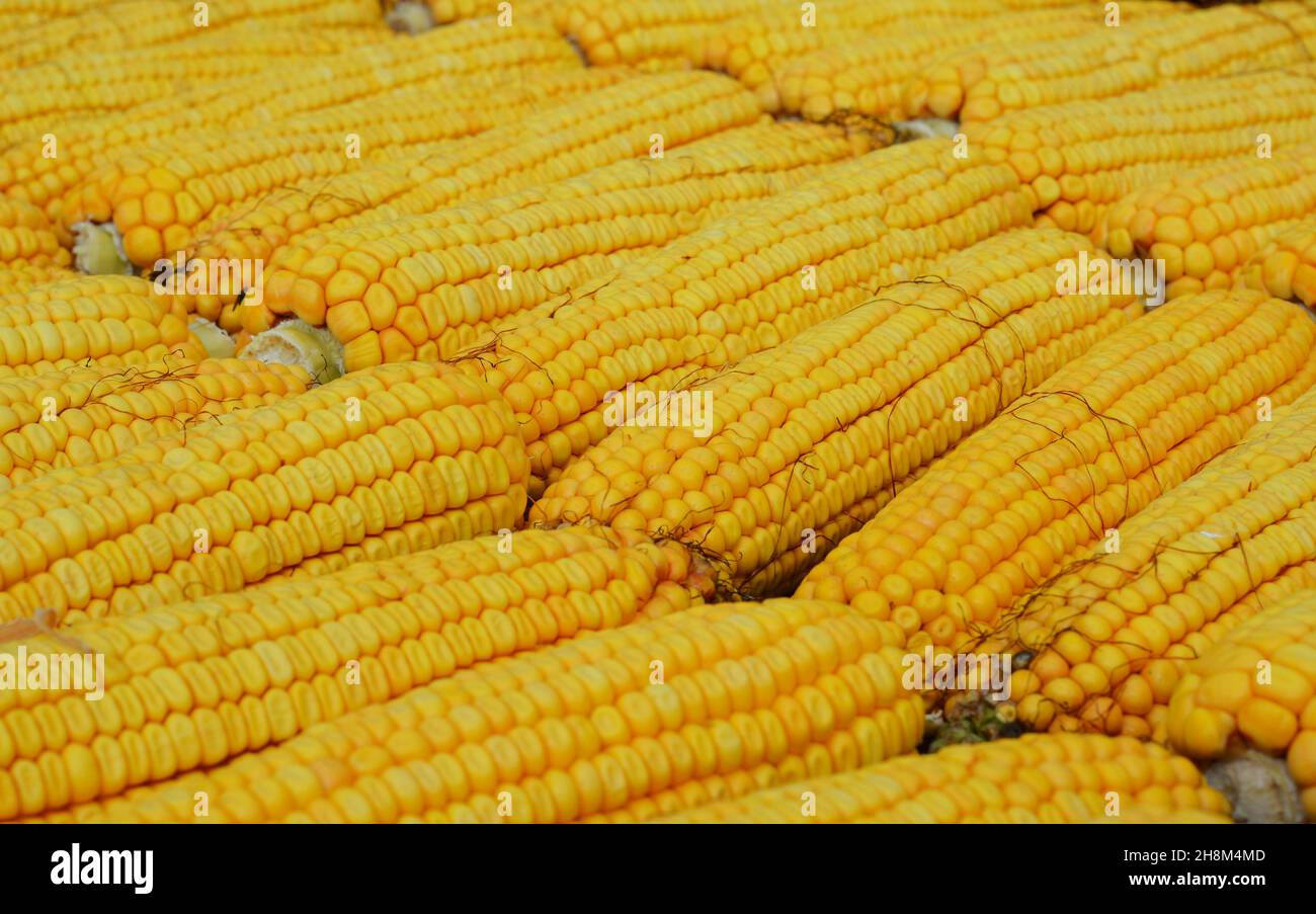 Yellow ripe corn cobs background. Dry corn on big cobs as a concept of ...