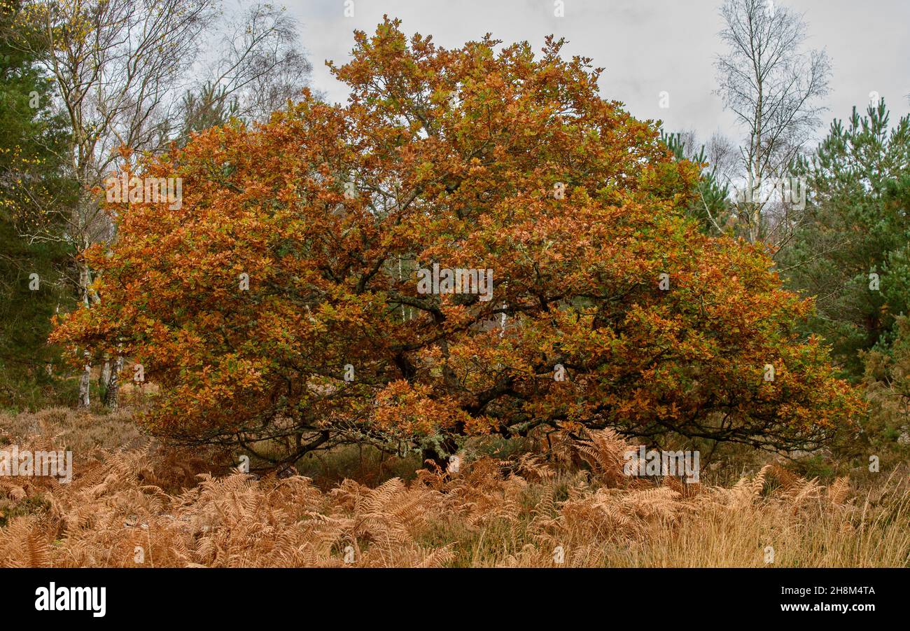 Silver oak tree hi-res stock photography and images - Alamy