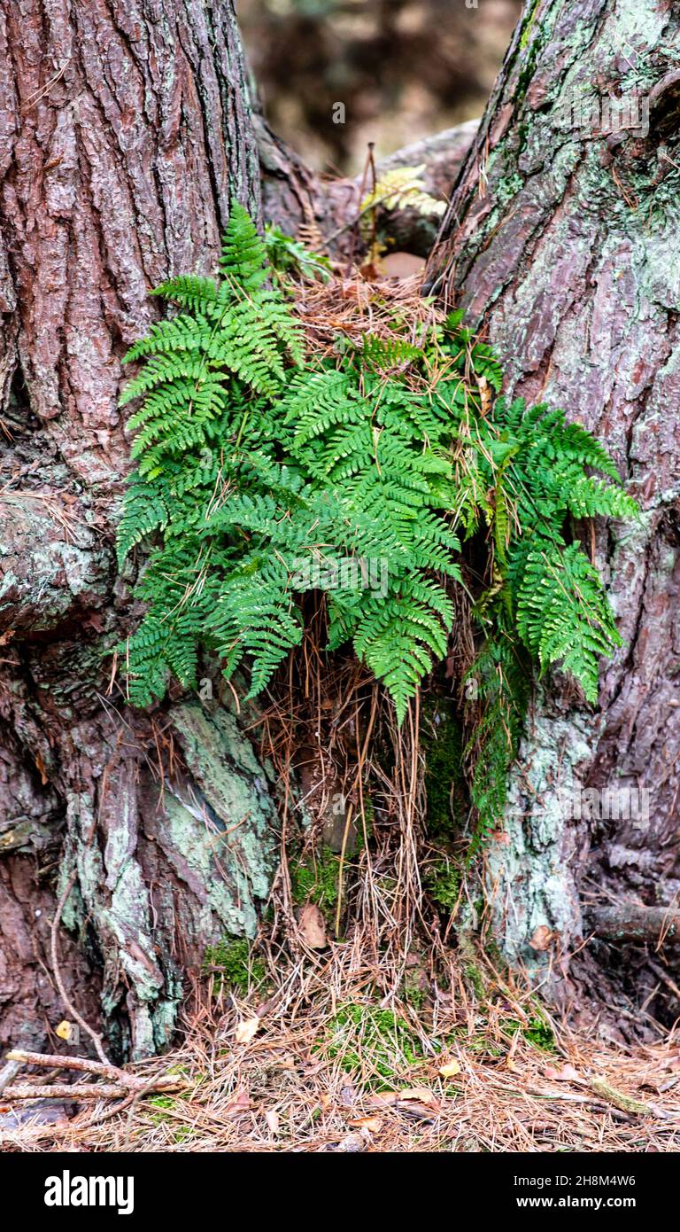 Bracken growing hi-res stock photography and images - Alamy