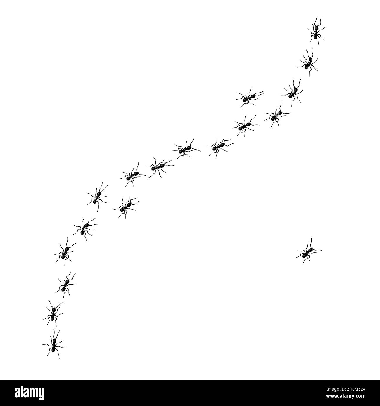 Worker ants trail line flat style design vector illustration isolated on white background Stock ...