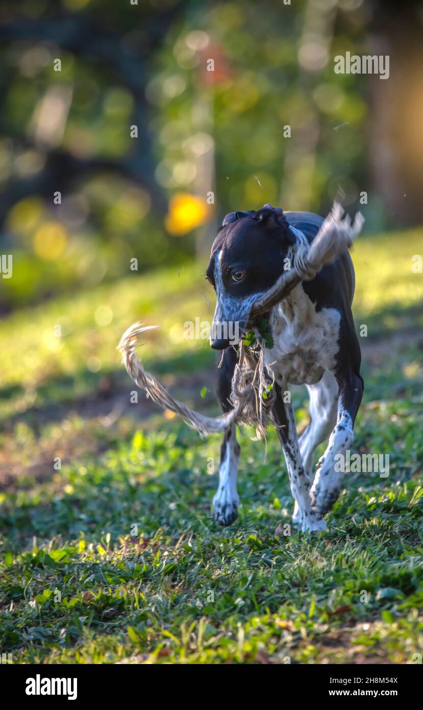Mall Greyhound Ruby is Joyfully Playing With Rope Stock Photo - Alamy