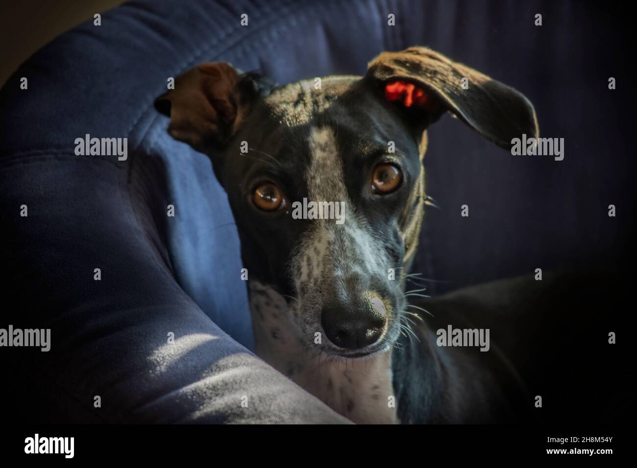Miniature Italian Greyhound Smiling