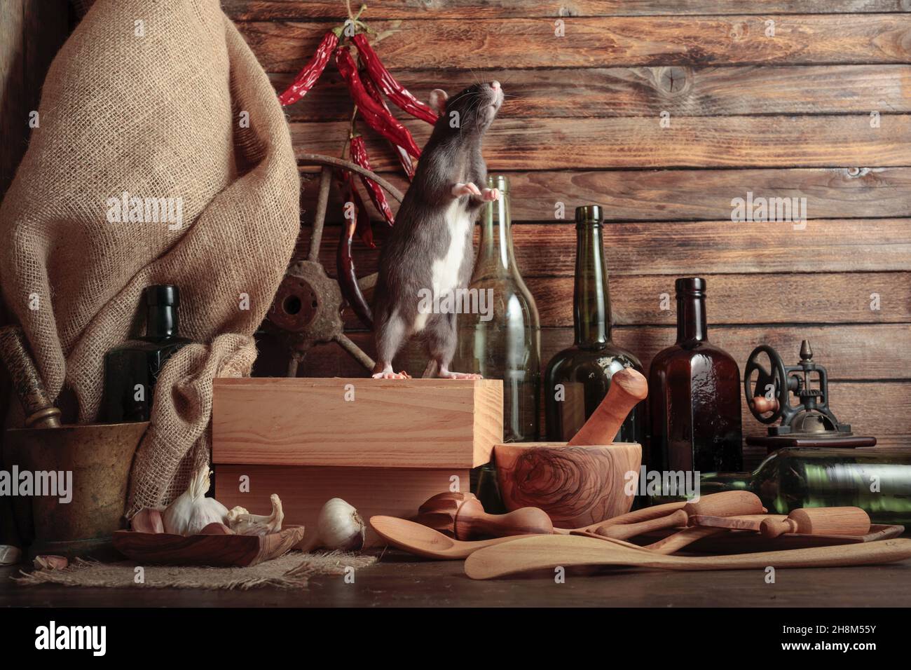 Rat animal table hi-res stock photography and images - Alamy