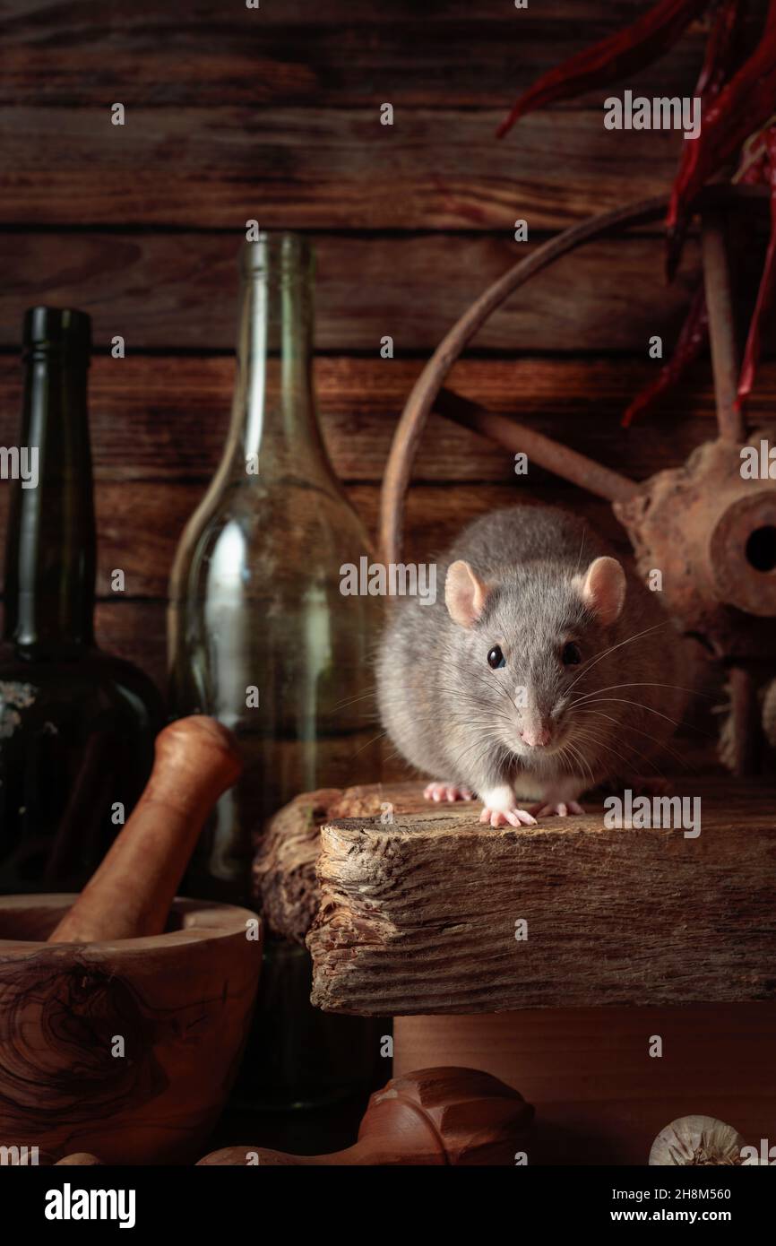 Rat animal table hi-res stock photography and images - Alamy