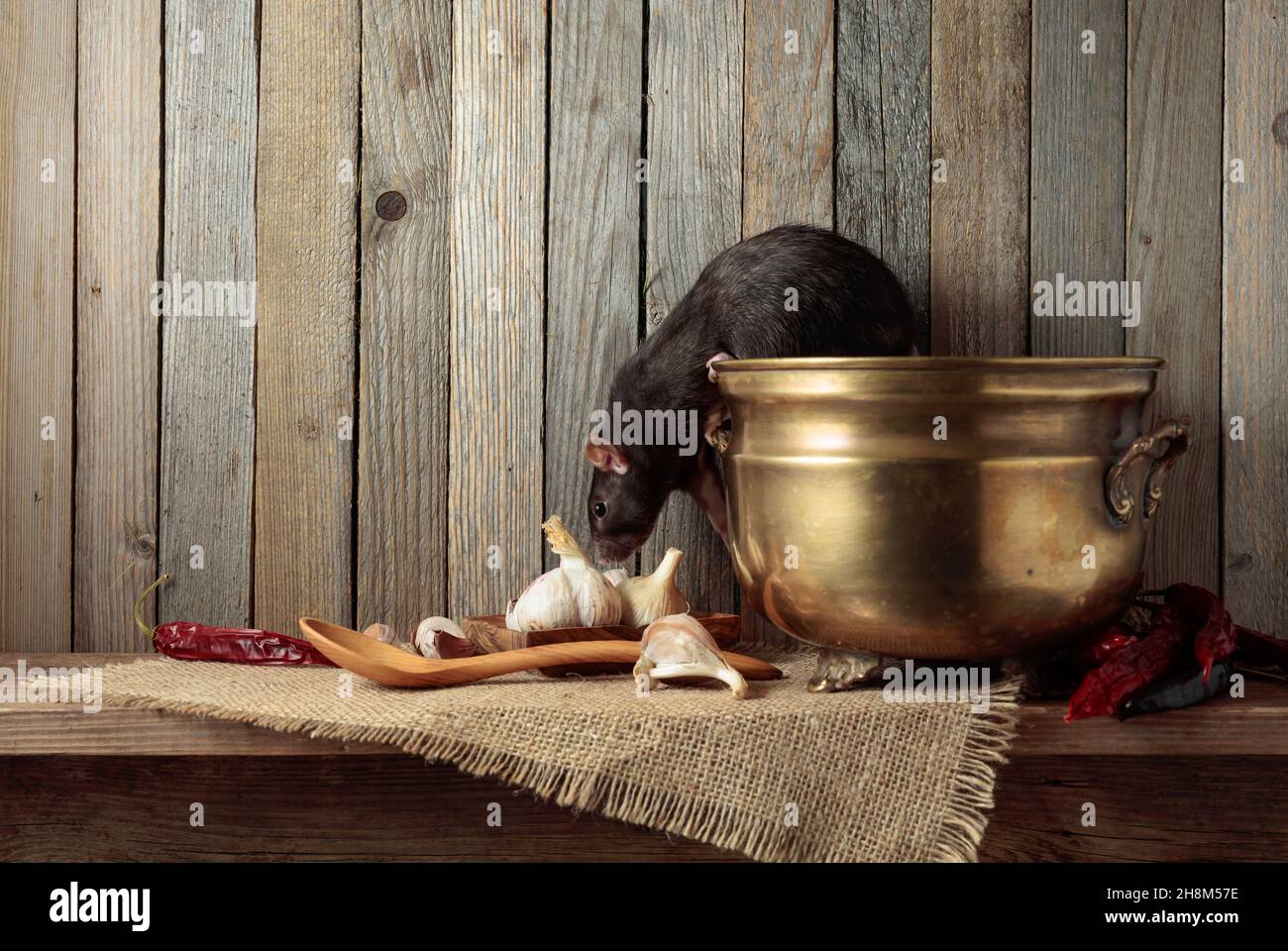 Rat animal table hi-res stock photography and images - Alamy