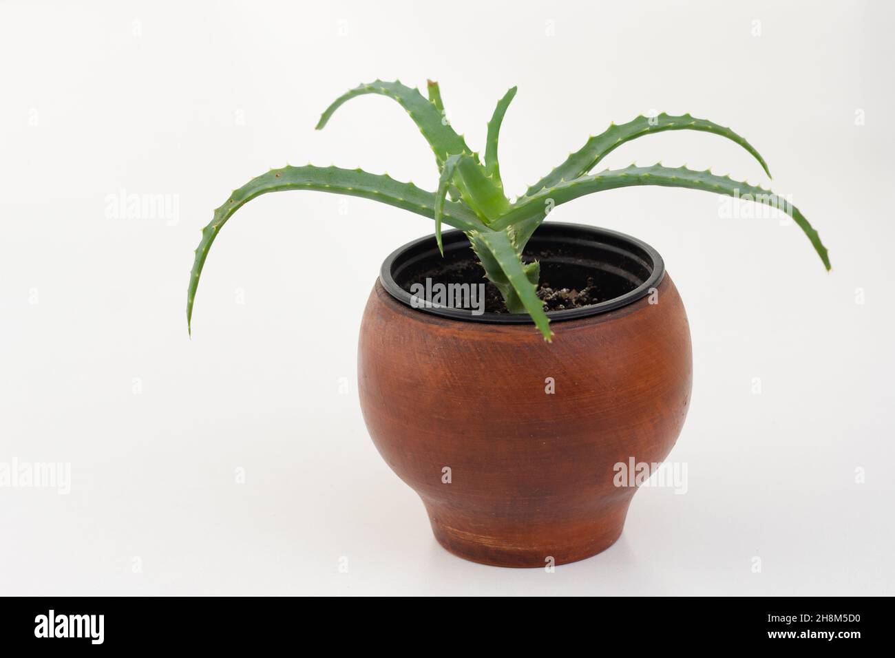 Aloe vera in brown clay pot on white background Stock Photo - Alamy