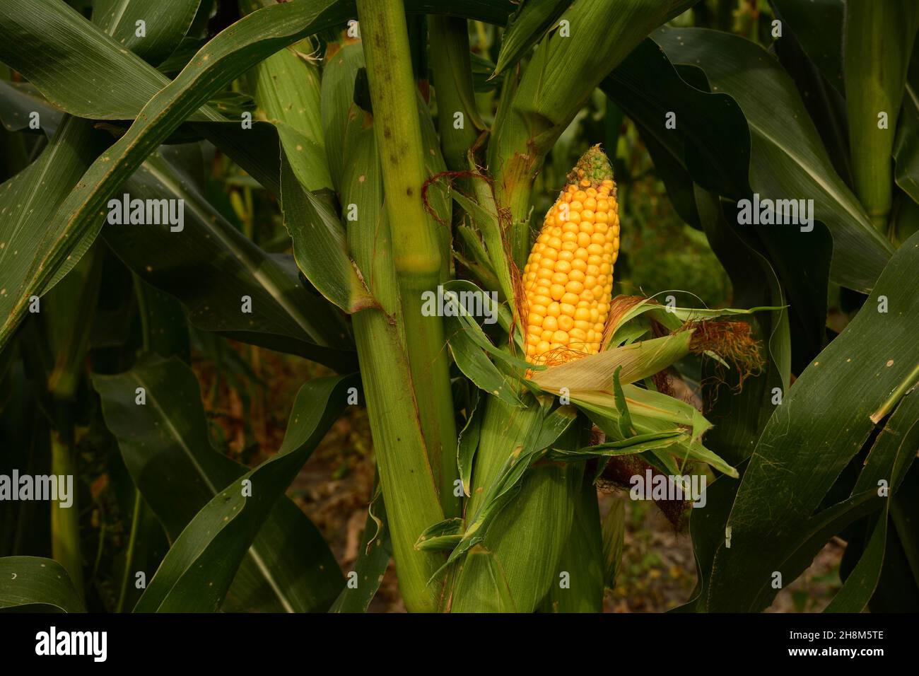 Sweet corn growing. Ripe yellow corn ear on the corn plant to estimate ...
