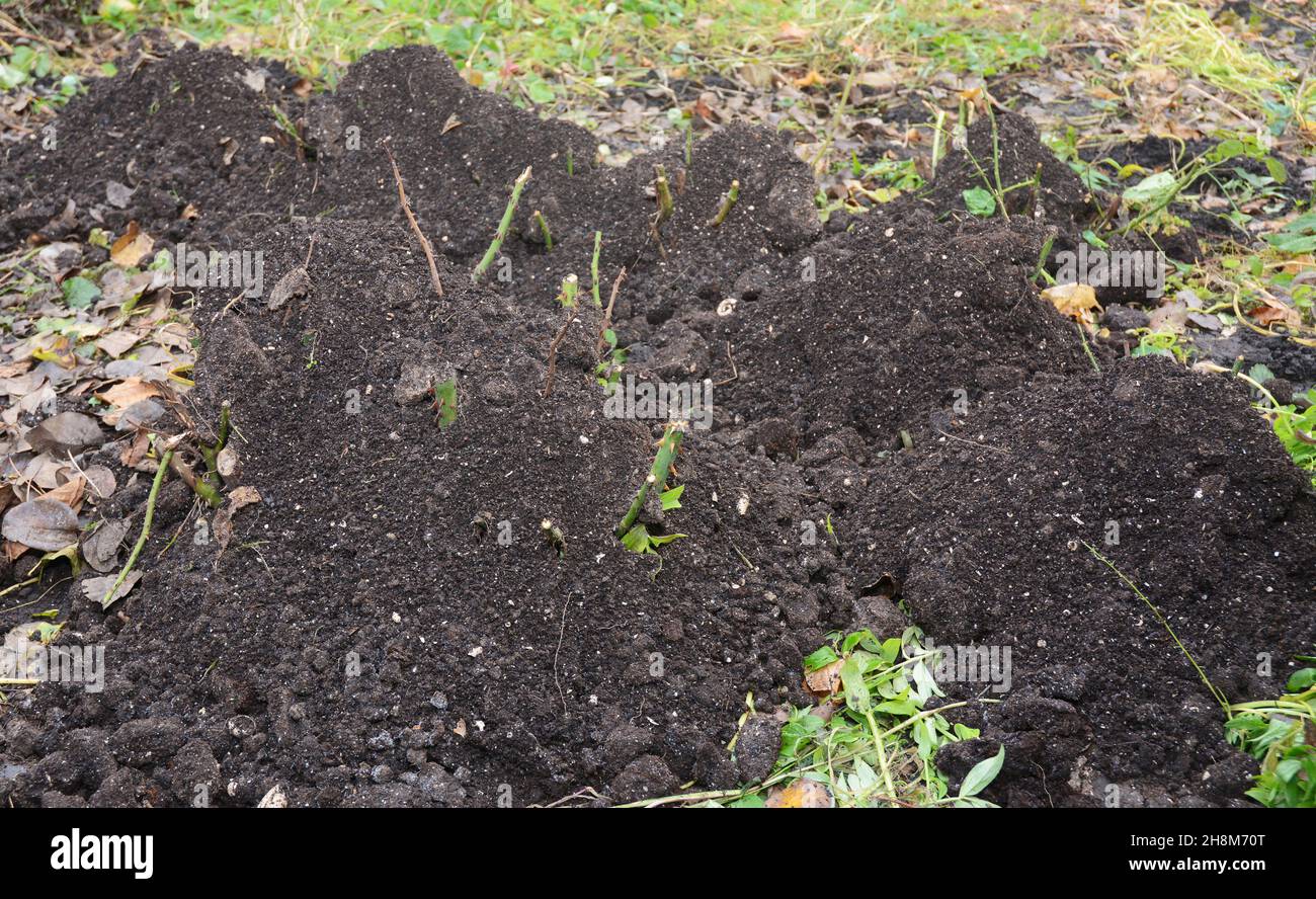 Autumn rose care and rose winter protection. Cut rose bushes covered ...