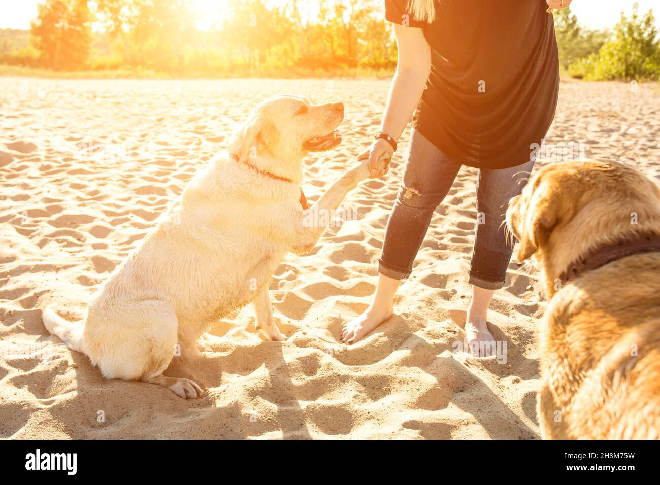 Two labrador friends playing on the beach. Sun flare Stock Photo - Alamy