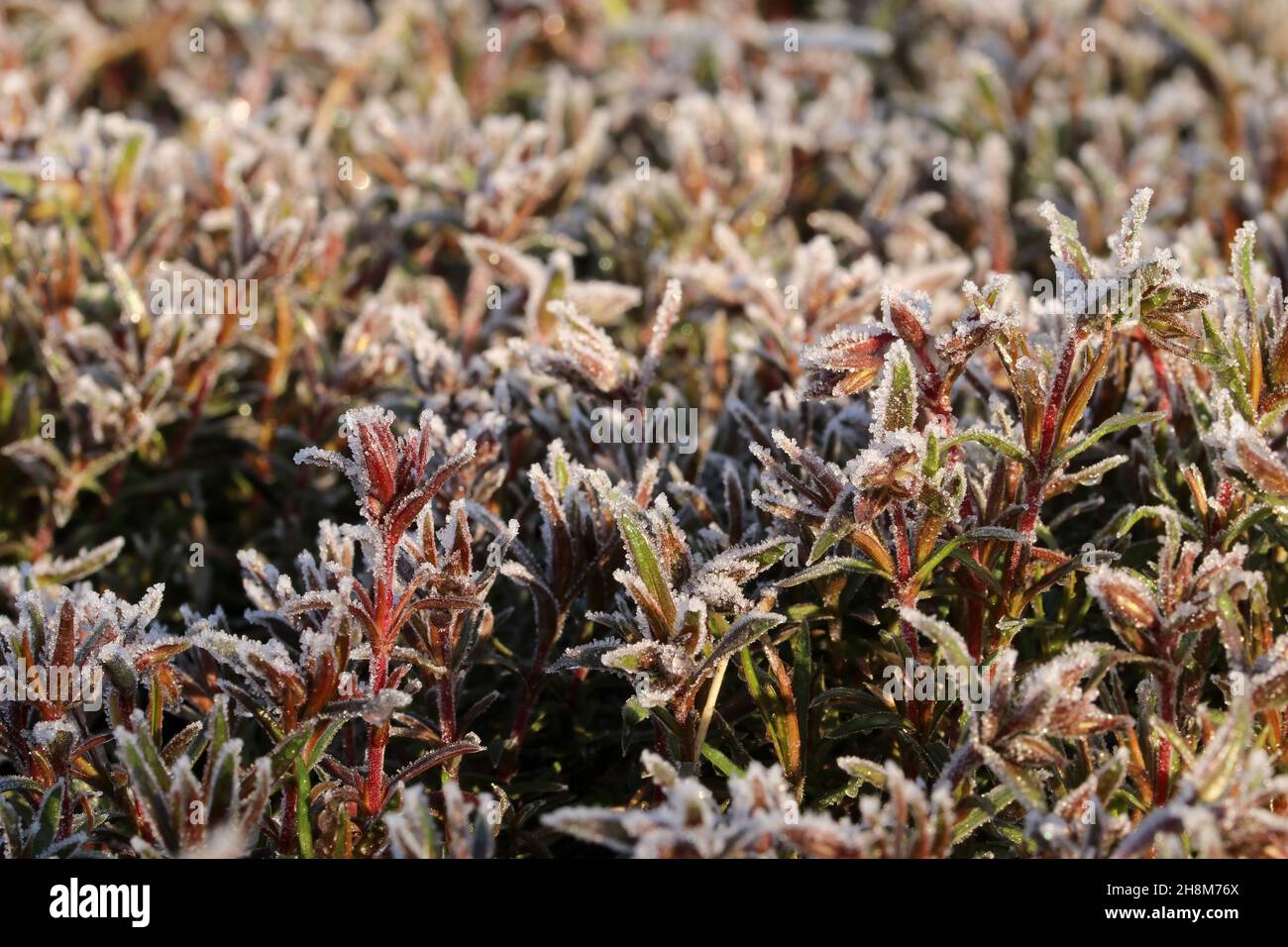 Shoots of flowers covered with frost. Spring frosts. Selective focus ...