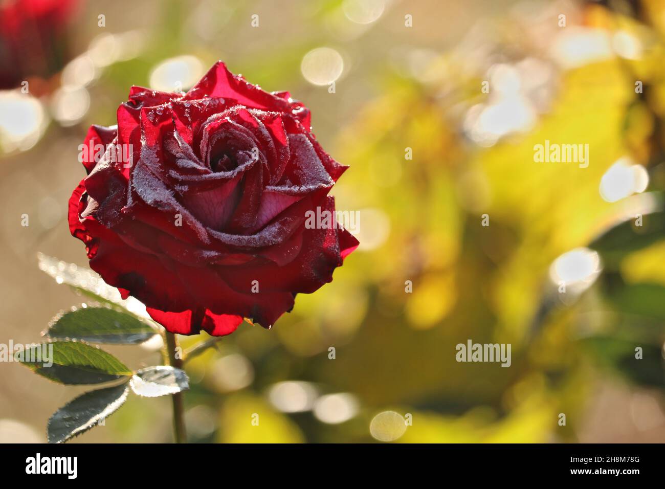 Frozen rose covered with ice crystals Stock Photo - Alamy
