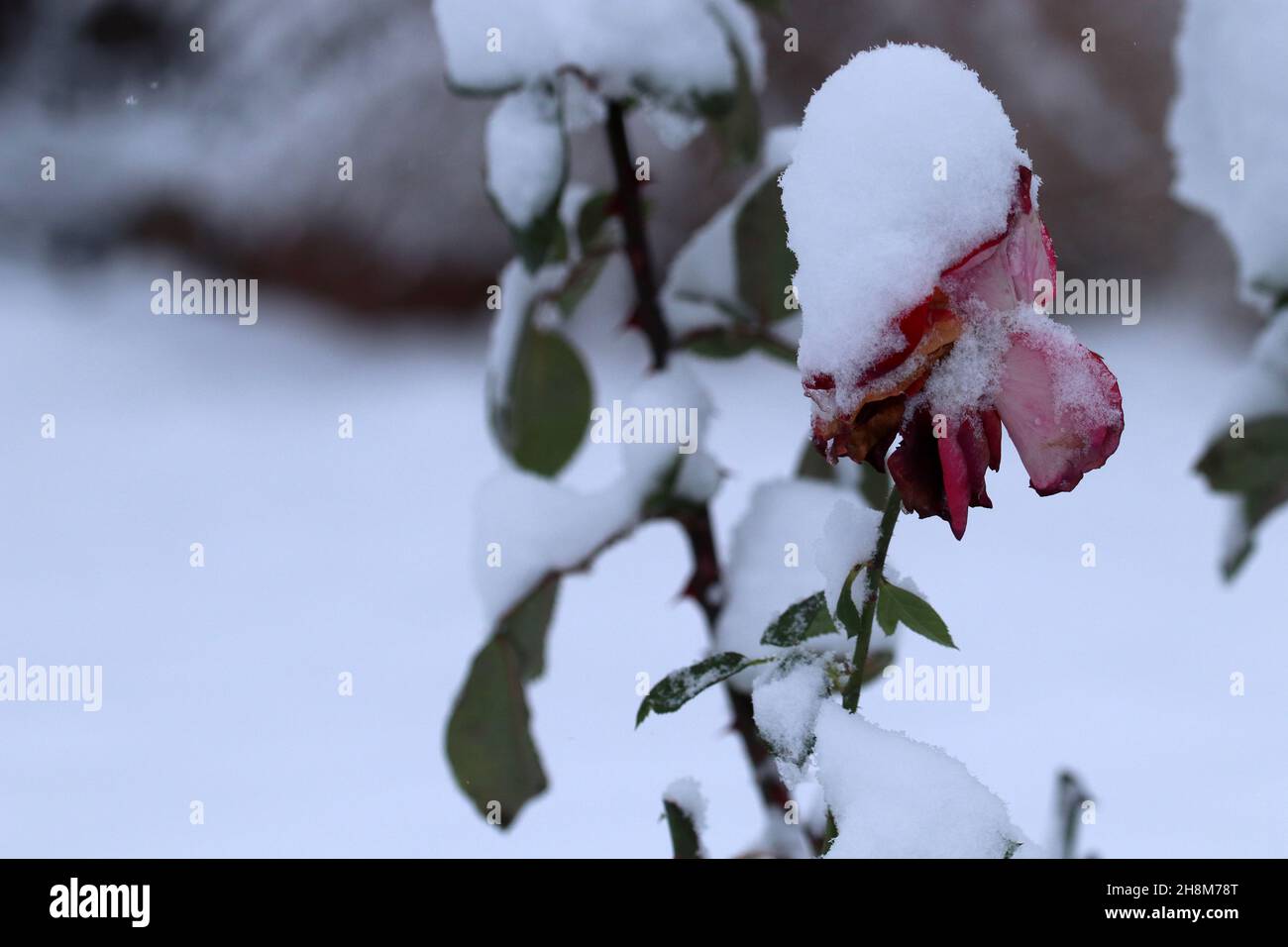 Frozen rose covered with first snow Stock Photo - Alamy