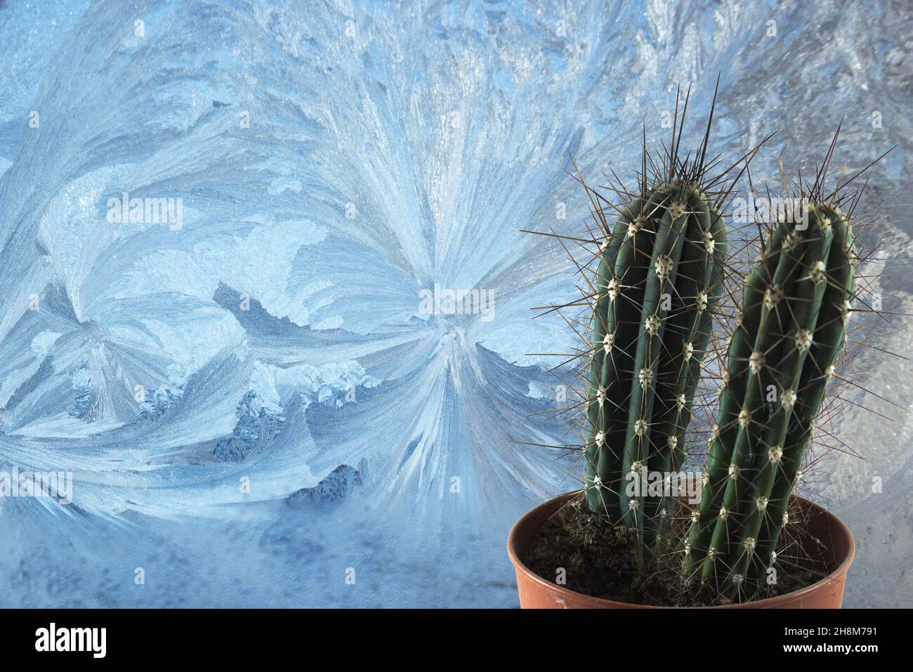 Cactus on the background of a frozen window Stock Photo - Alamy
