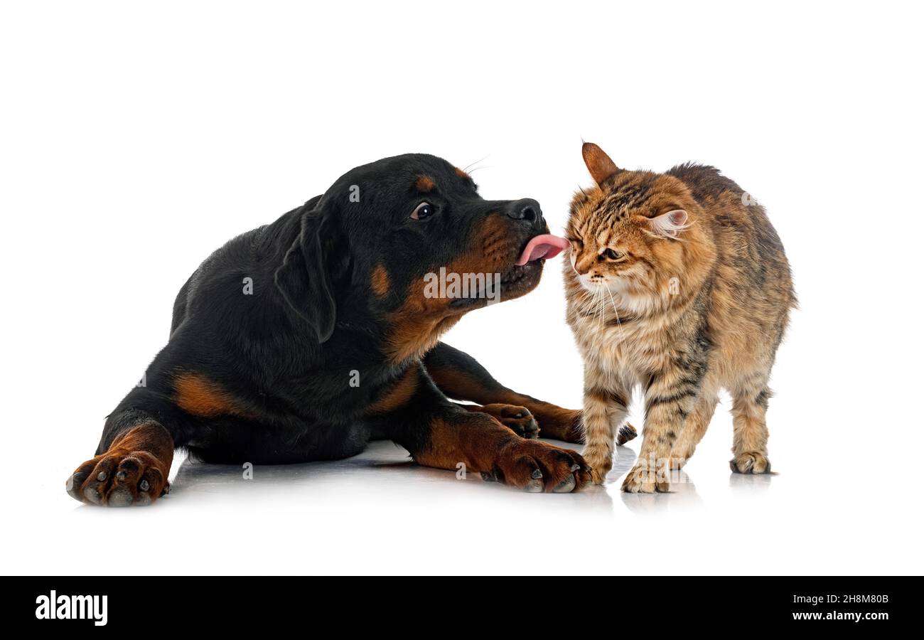 Are Rottweiler Good With Cats