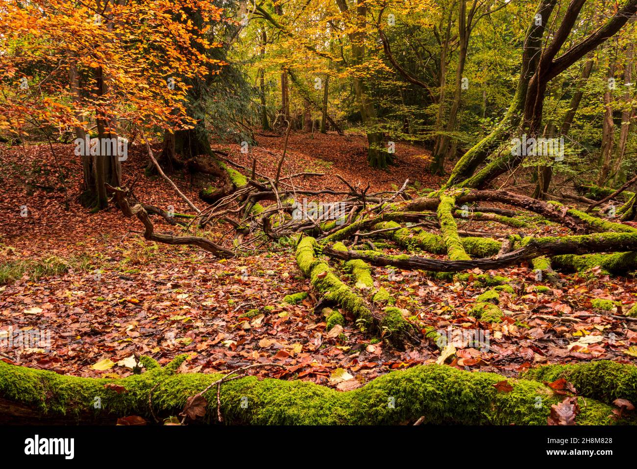 Colourful autumn woodland in the rough Ashdown Forest, high weald, east ...