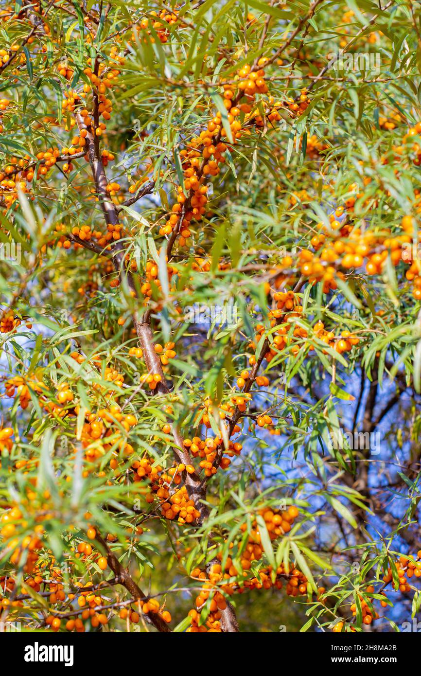 Buckthorn tree hi-res stock photography and images - Alamy