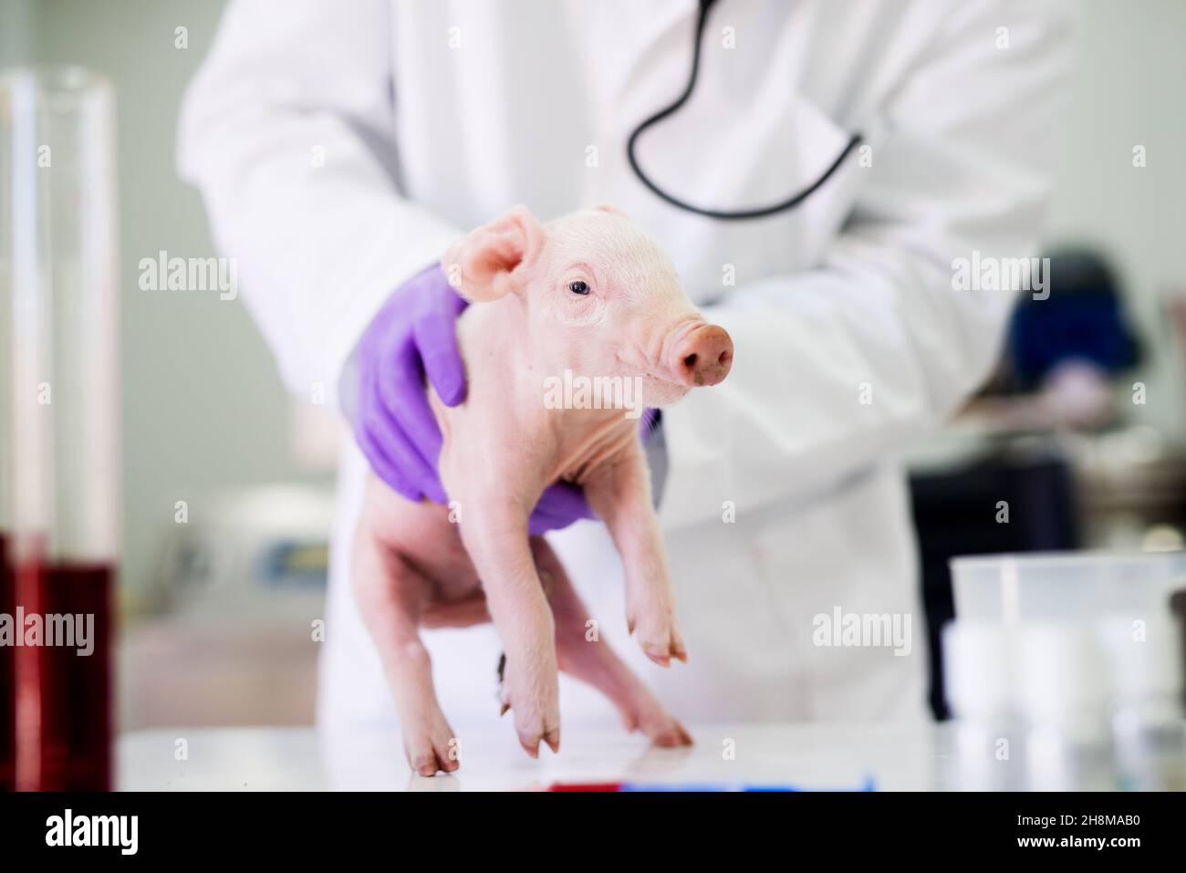 Pig examination at laboratory. Healthcare industry, veterinarian ...