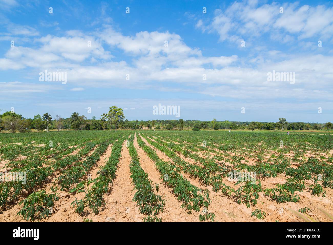 Cassava plantation field with blue sky background Stock Photo - Alamy