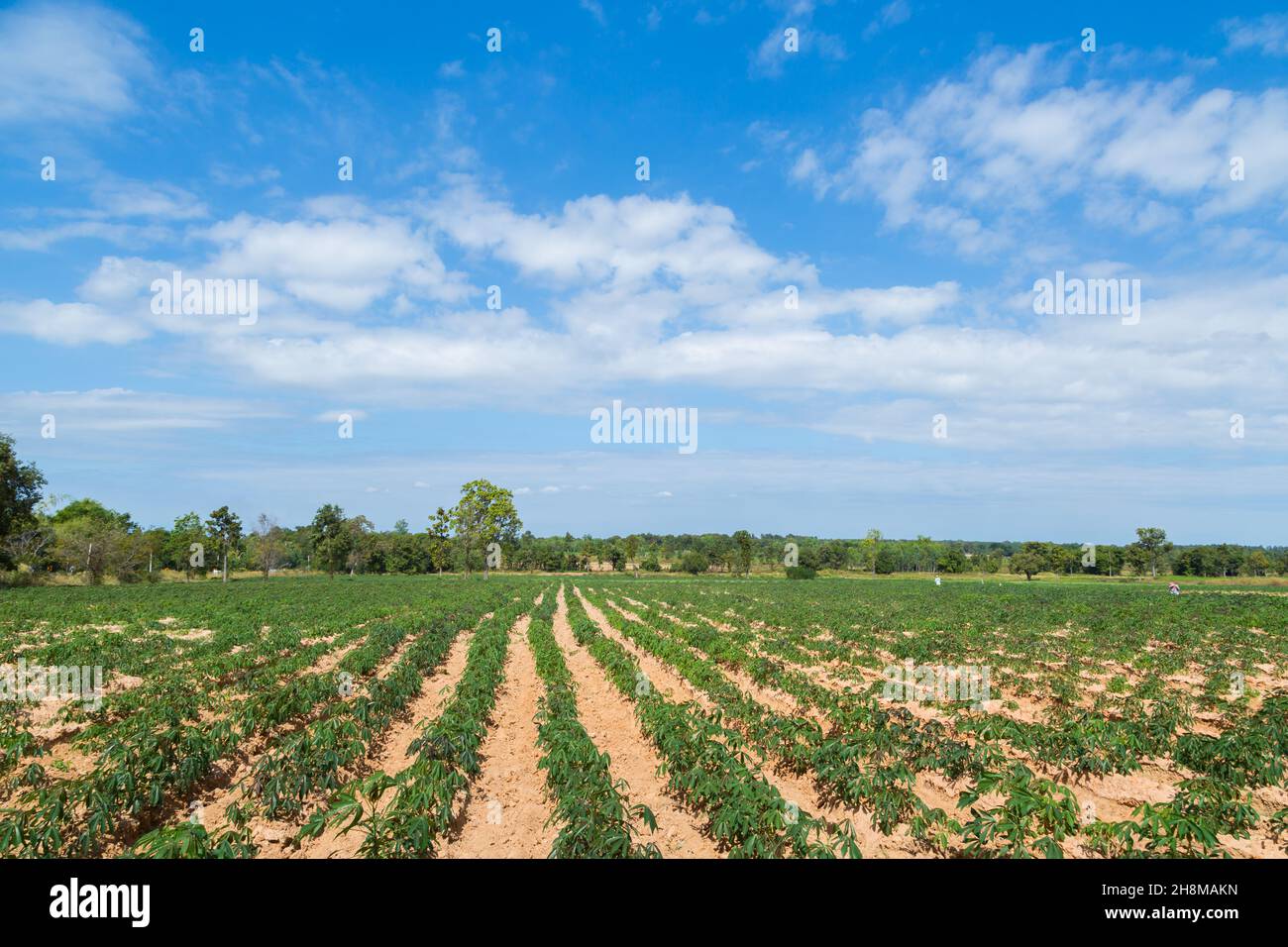 Cassava plantation field with blue sky background Stock Photo - Alamy