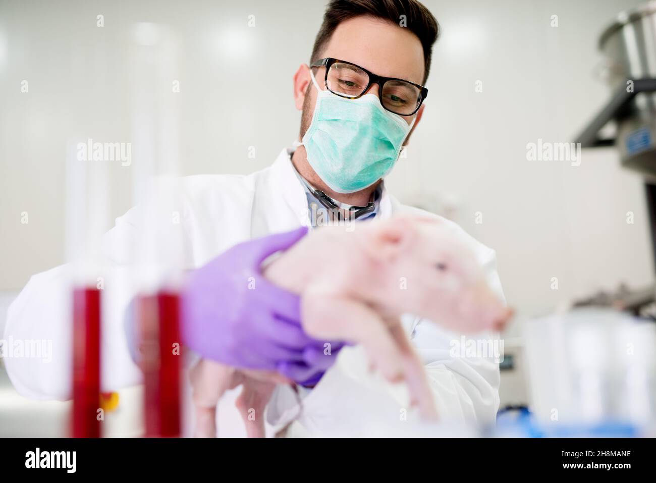 Pig examination at laboratory. Healthcare industry, veterinarian ...