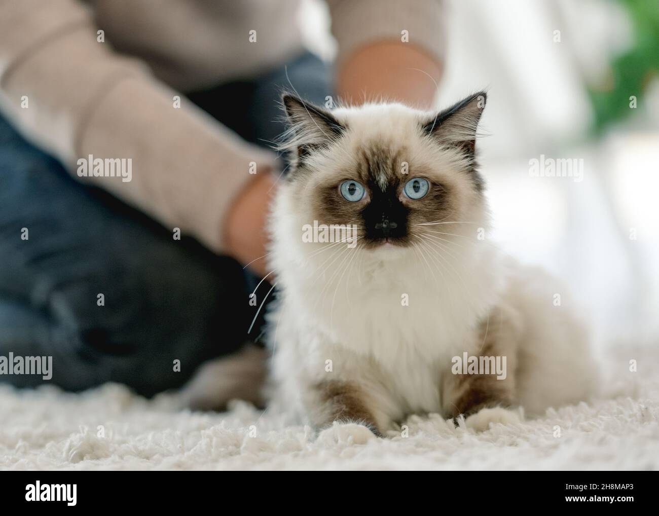 Girl with ragdoll cat Stock Photo - Alamy