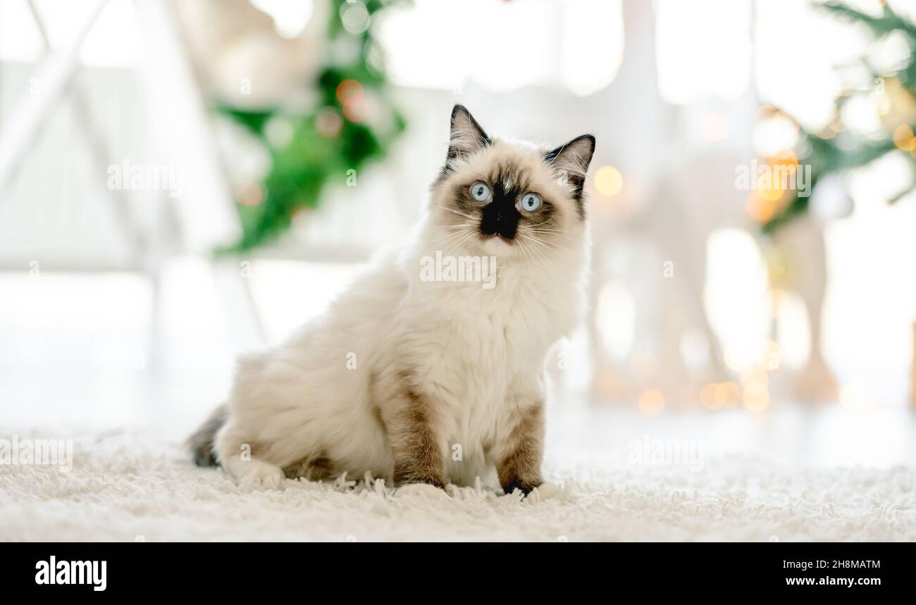 Christmas ragdoll cat hi-res stock photography and images - Alamy