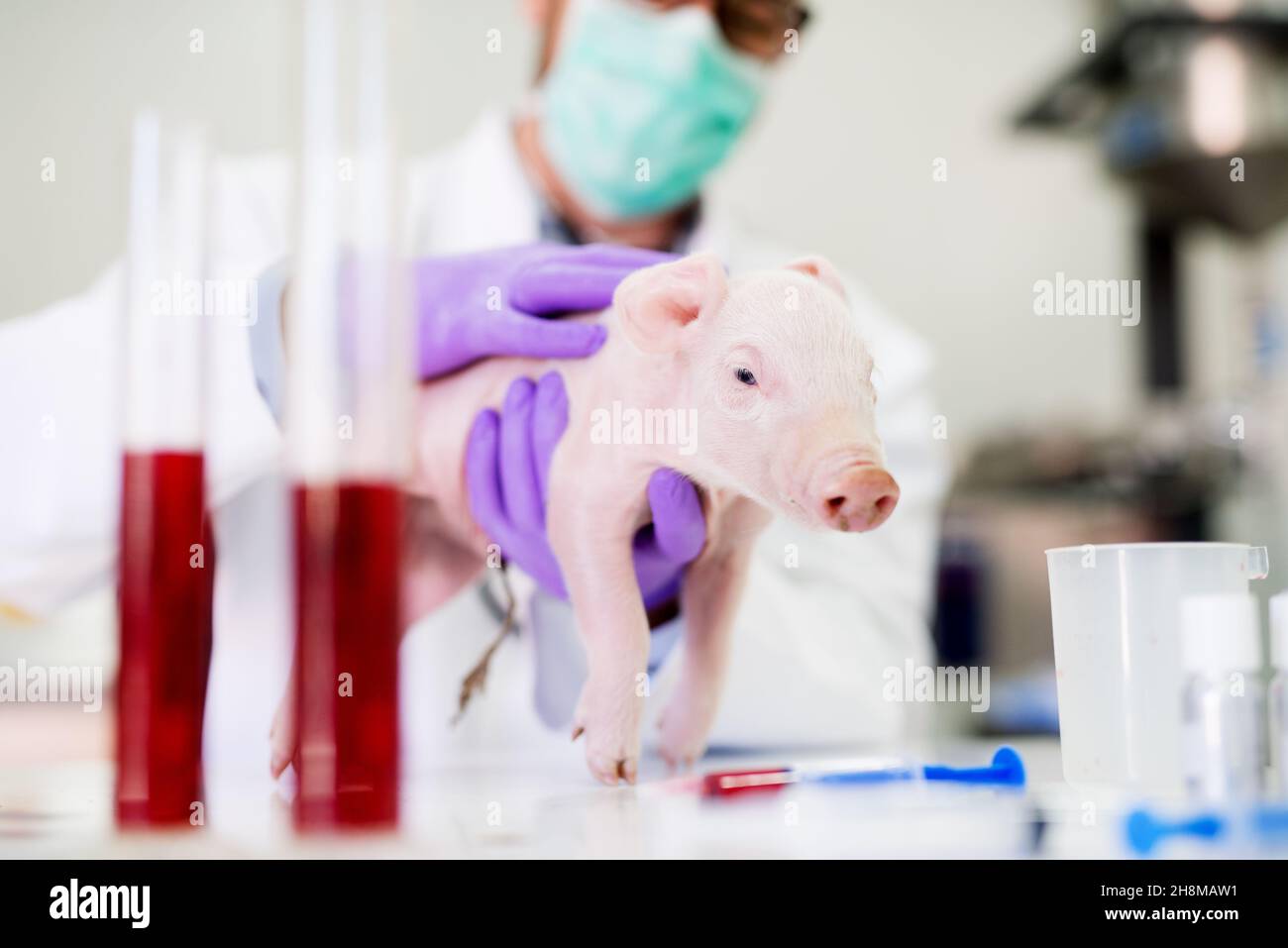 Pig examination at laboratory. Healthcare industry, veterinarian ...
