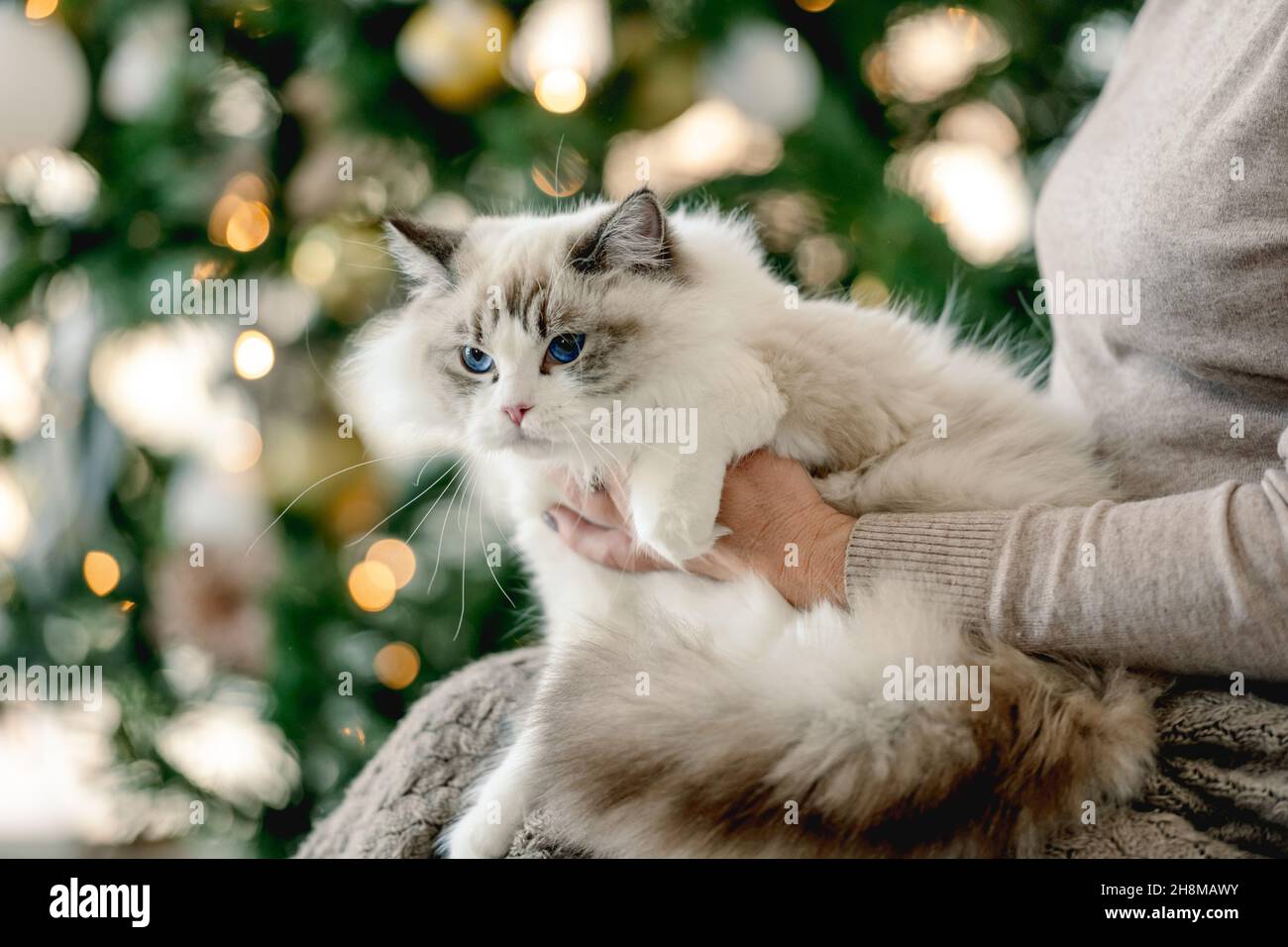 Girl with ragdoll cat in Christmas Stock Photo - Alamy