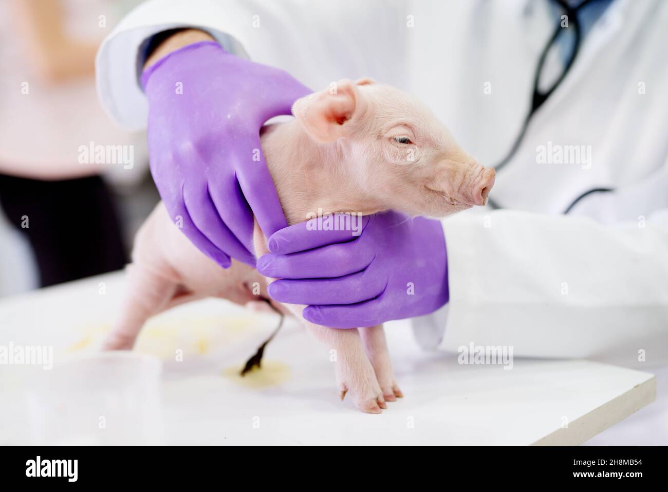 Pig examination at laboratory. Healthcare industry, veterinarian ...