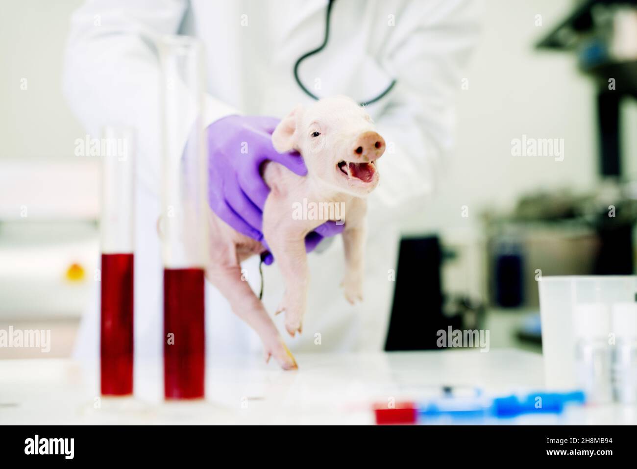 Veterinary holding cute baby pig in the laboratory Stock Photo - Alamy