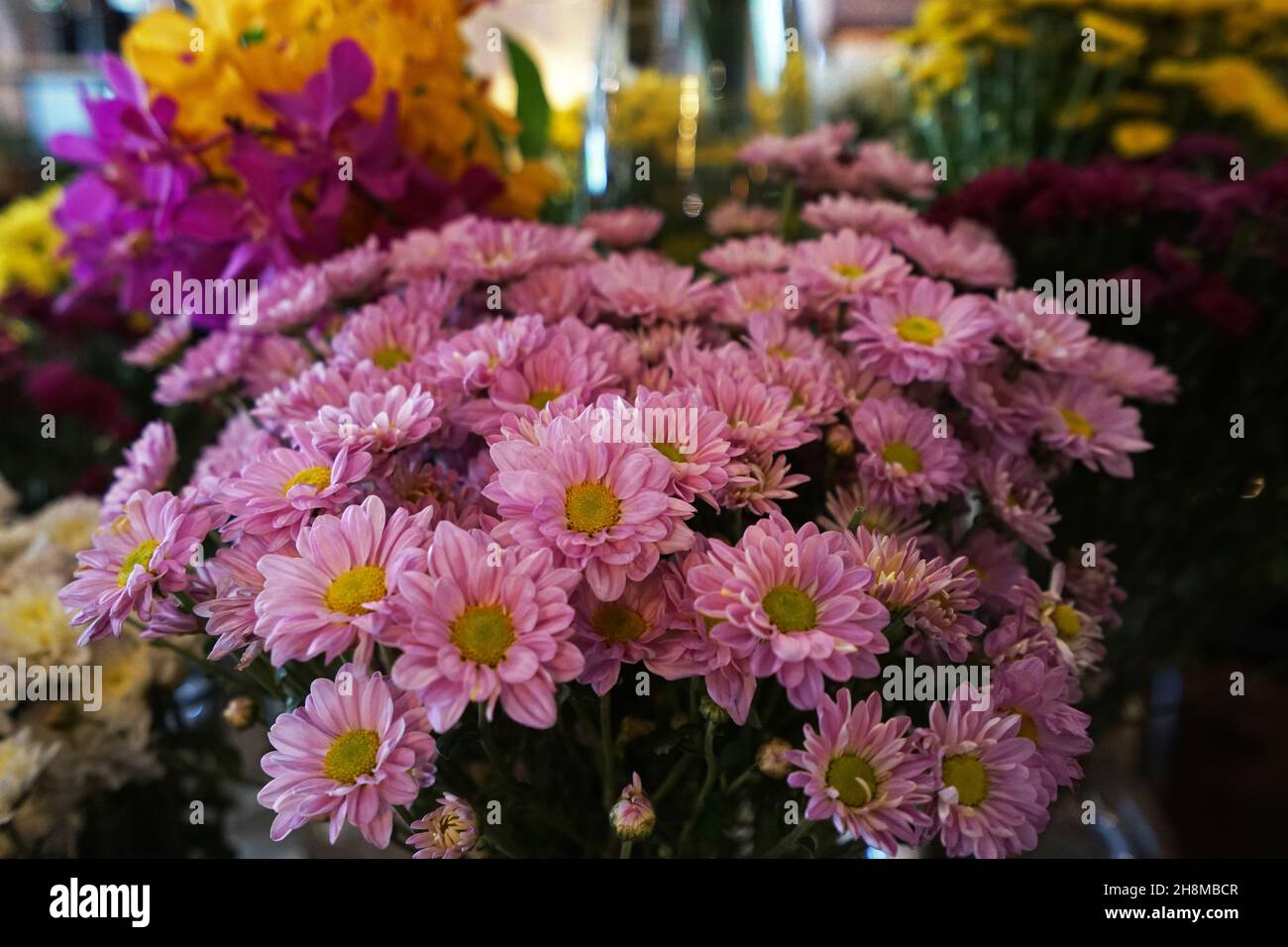 Green potted plant and Indoor flower arrangement Stock Photo - Alamy