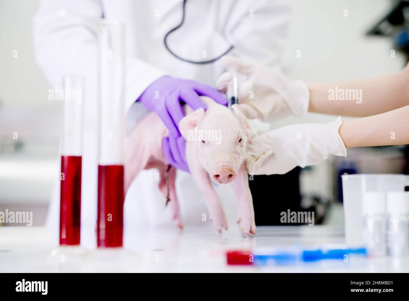 Pig examination at laboratory. Healthcare industry, veterinarian ...