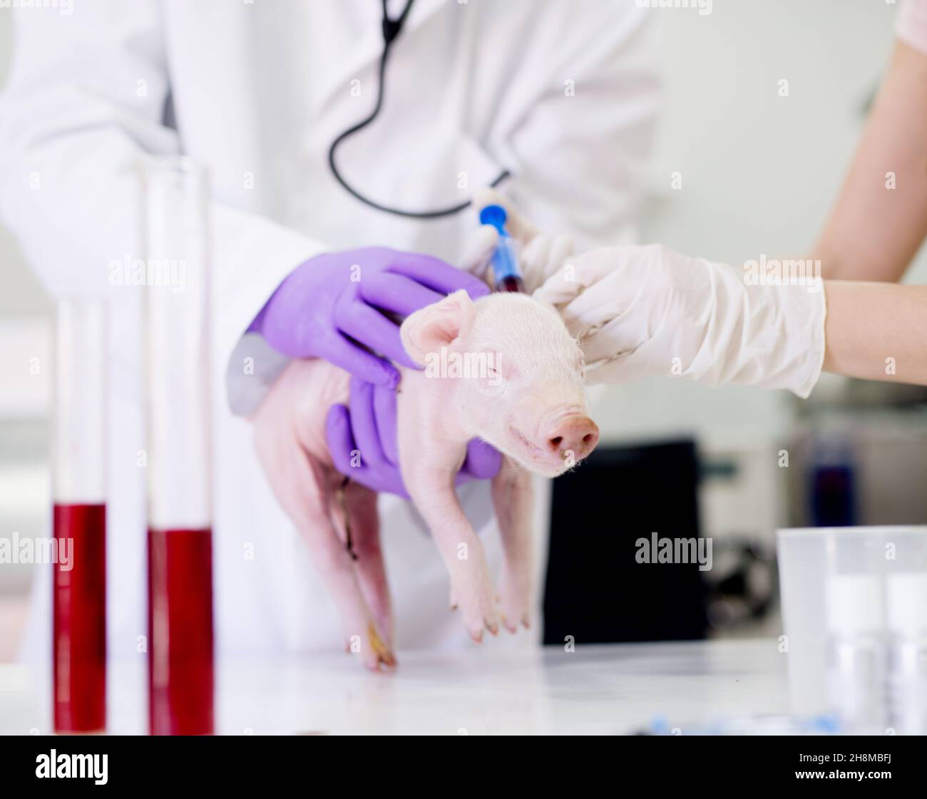 Pig examination at laboratory. Healthcare industry, veterinarian ...