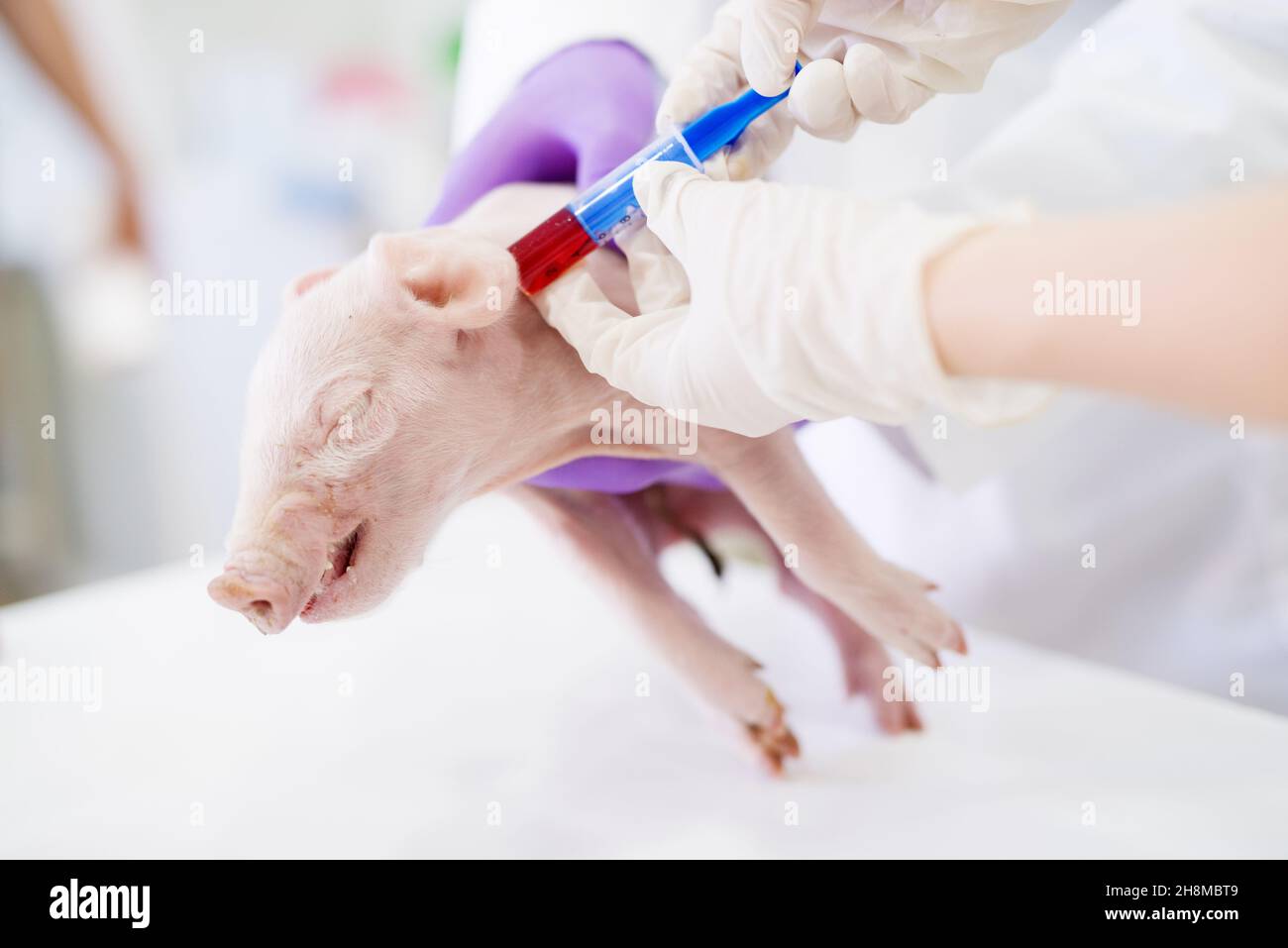 Pig examination at laboratory. Healthcare industry, veterinarian ...