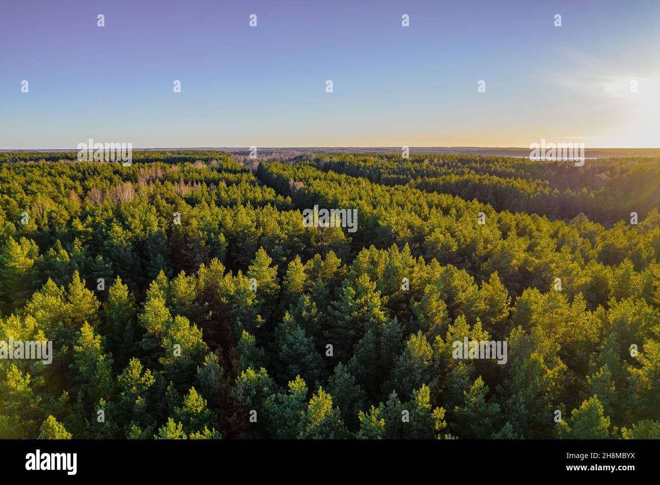 Above aerial shot of green pine forests and yellow foliage groves with ...