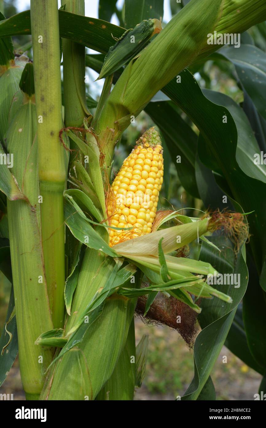 A close-up of ripe, full corn, maize ear on a corn plant's stalk in the ...