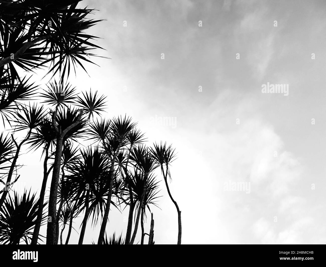 High contrast black and white photograph of palm trees with copy space ...