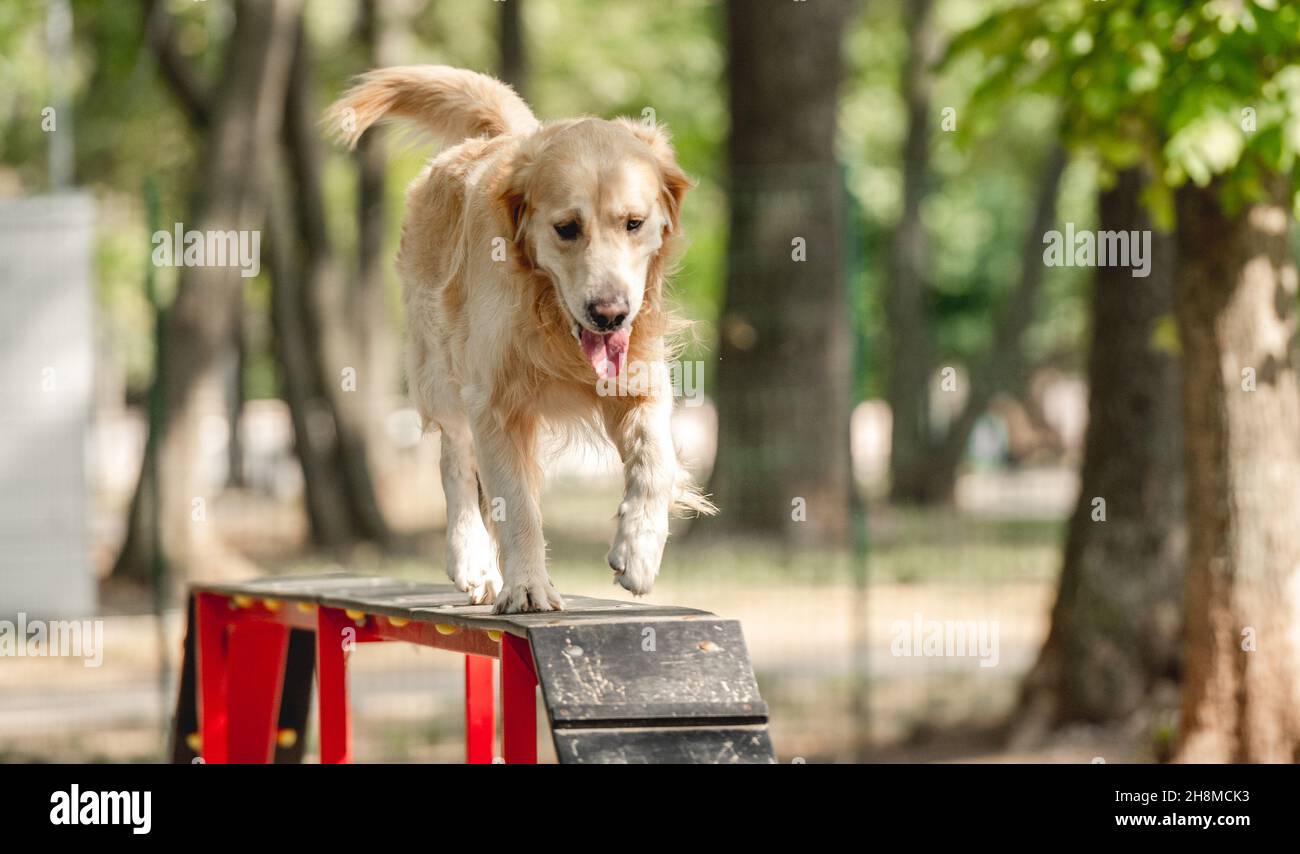 Golden retriever training hi-res stock photography and images - Alamy