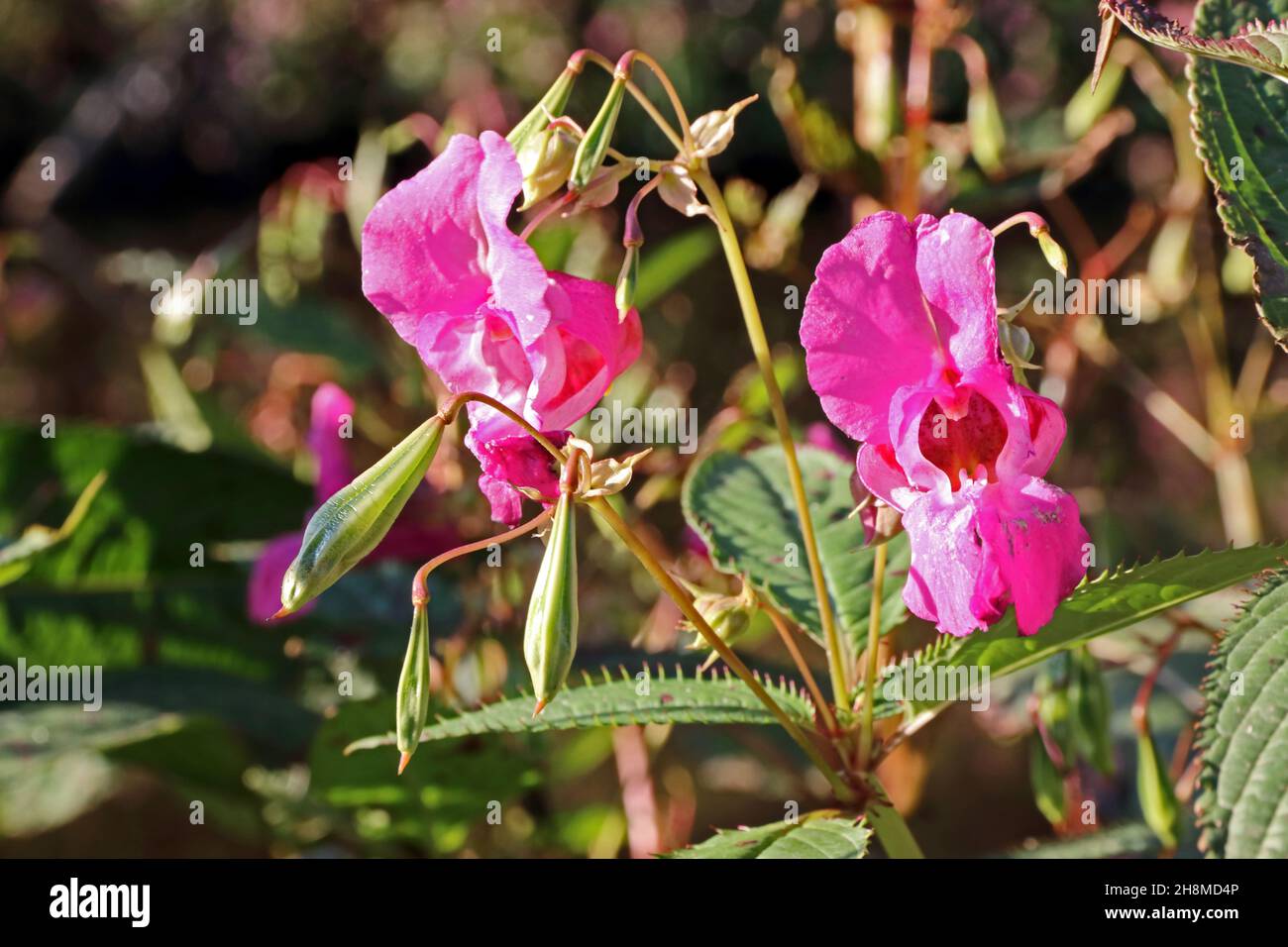 Himalayan Balsam, flowers and seed pods Stock Photo - Alamy