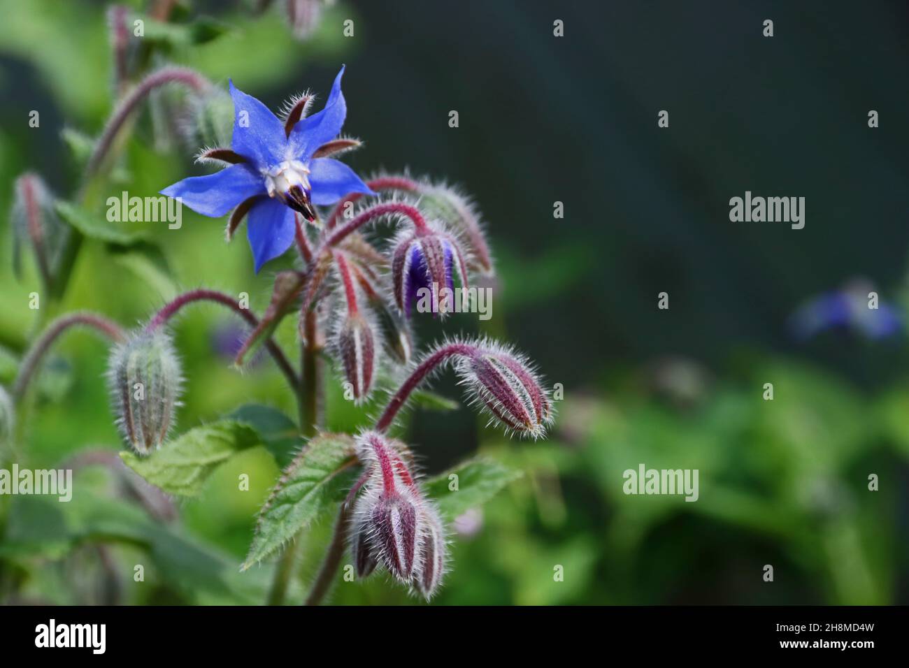 Blue flower on Borage plant Stock Photo - Alamy