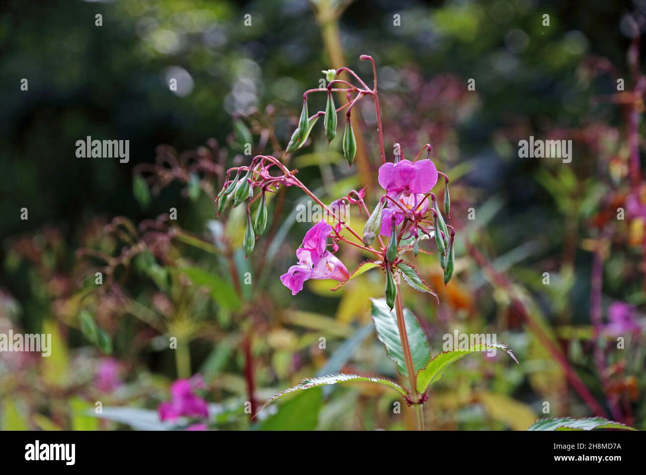 Pink seed pods hi-res stock photography and images - Alamy