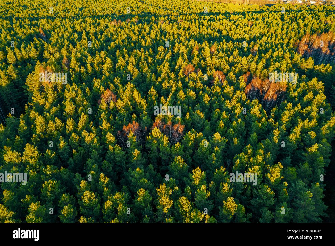 Directly above aerial drone full frame shot of green emerald pine ...