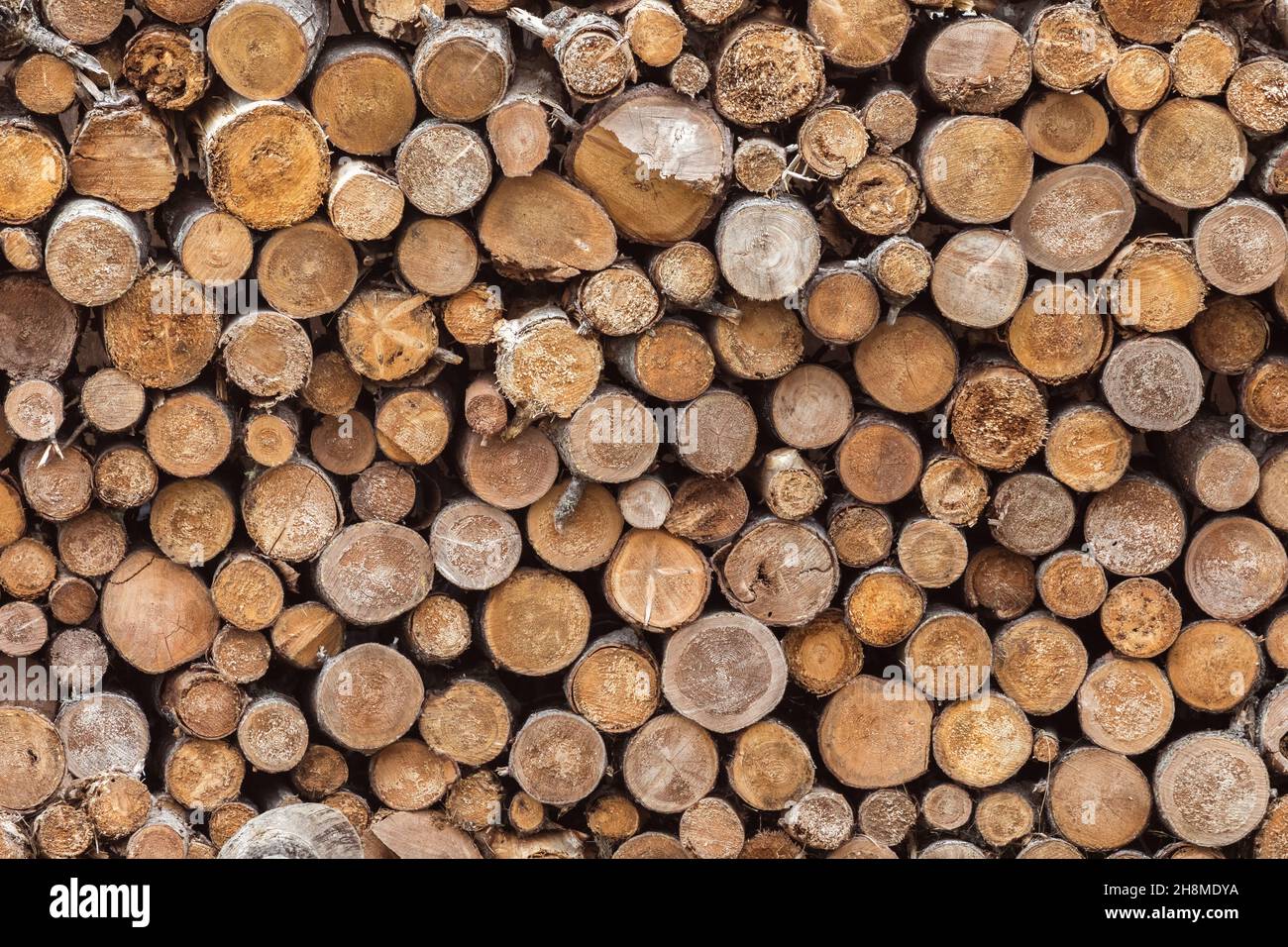 A background of cut wood. Cross sections of pine logs for fire wood or ...