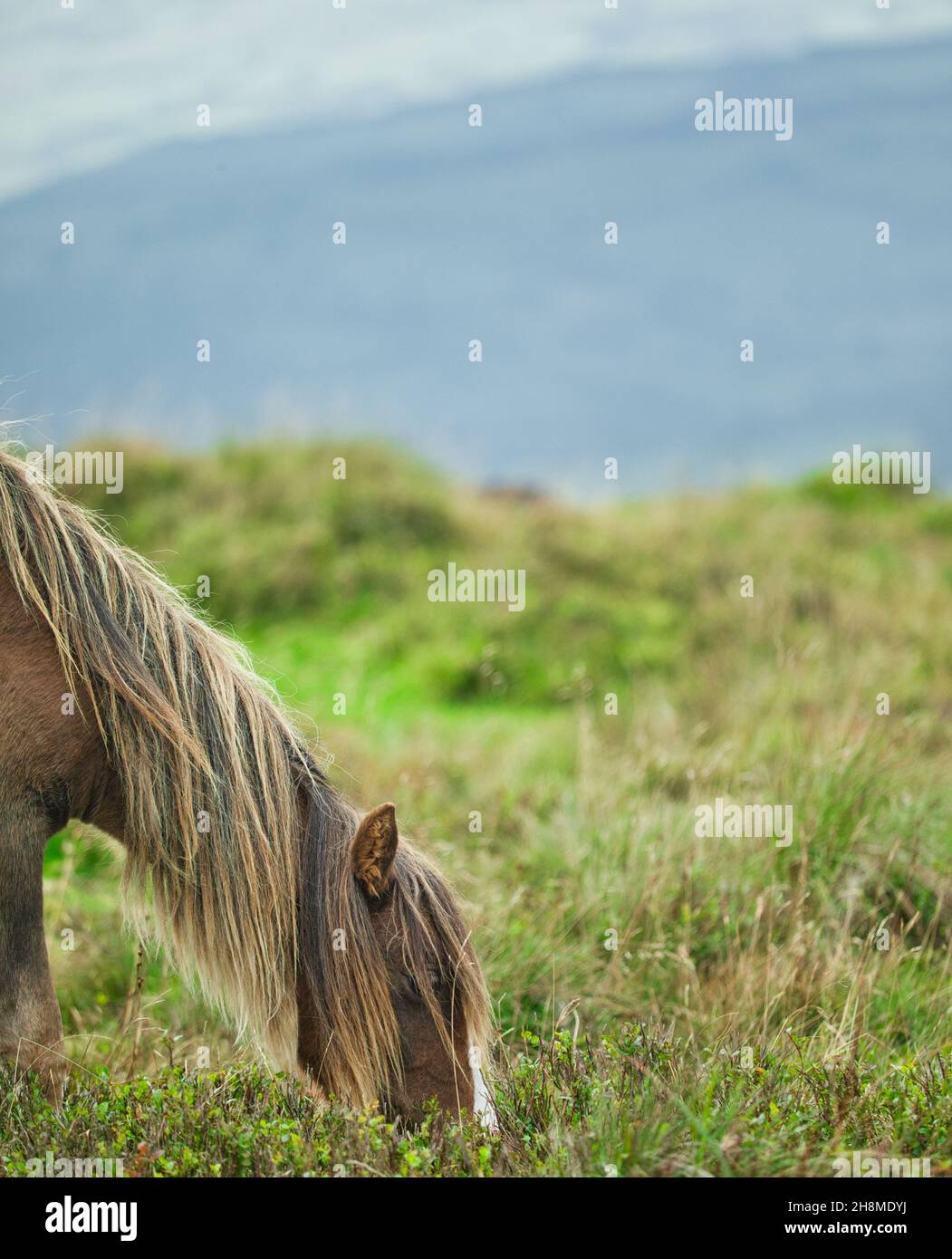 Animal habitats hi-res stock photography and images - Alamy