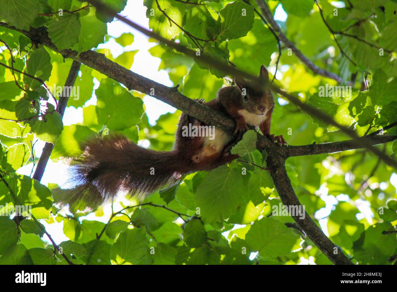 A busy squirrel gathering nuts from a hazelnut tree Stock Photo - Alamy