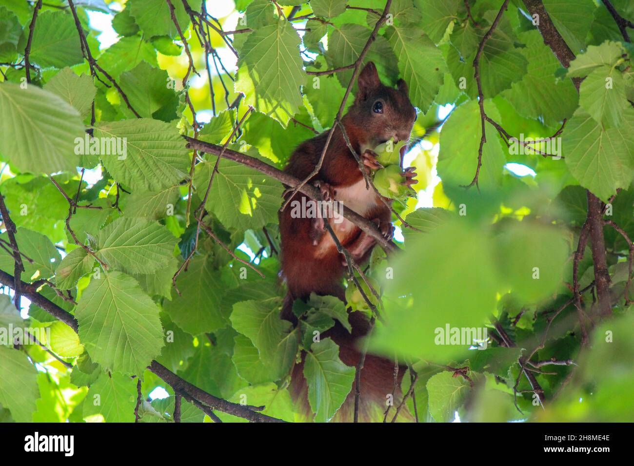 A busy squirrel gathering nuts from a hazelnut tree Stock Photo - Alamy