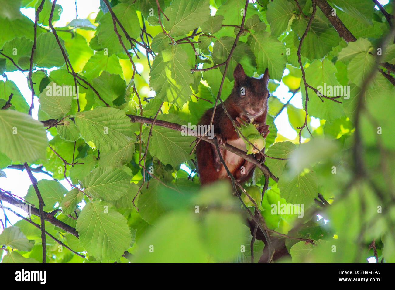 Squirrel gathering nuts hi-res stock photography and images - Alamy
