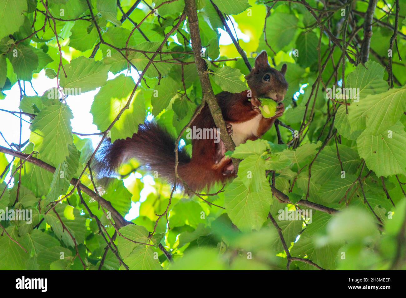 A busy squirrel gathering nuts from a hazelnut tree Stock Photo - Alamy